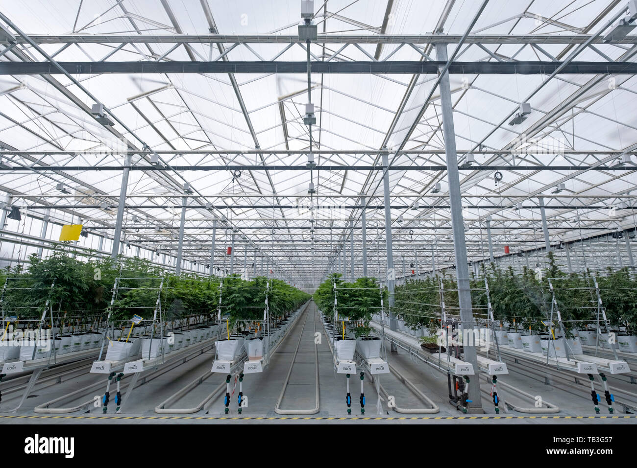 Marijuana plants growing hi-res stock photography and images - Alamy