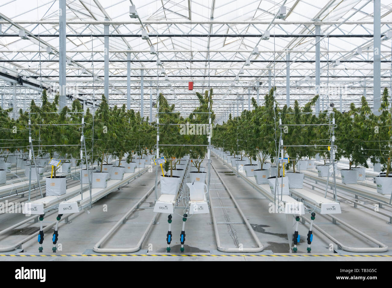 industrial cannabis plantation farm green house Stock Photo - Alamy