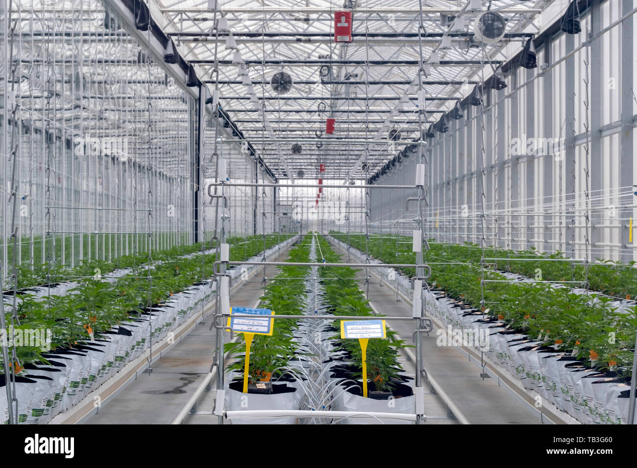 industrial cannabis plantation farm green house Stock Photo - Alamy