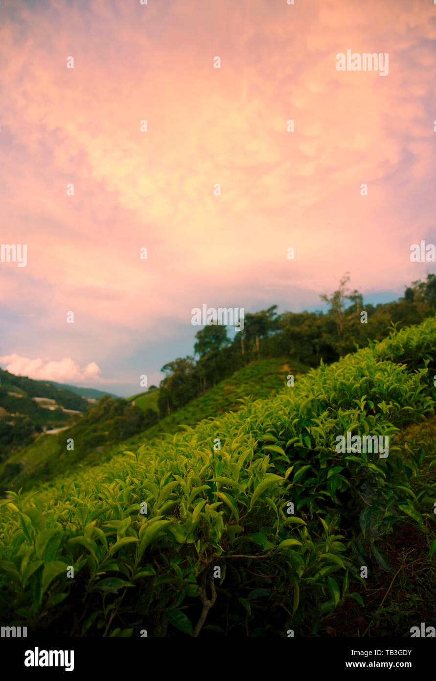 Tea Fields in the Cameron Highlands Stock Photo - Alamy