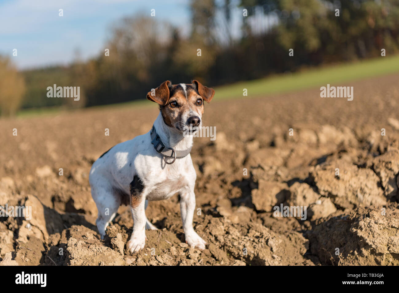 Jack russell terrier hound. Little dog runs with his toy in the autumn ...