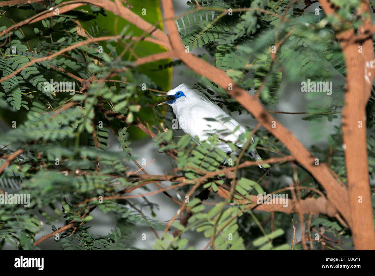 Bali Myna (Leucopsar rothschildi Stock Photo - Alamy