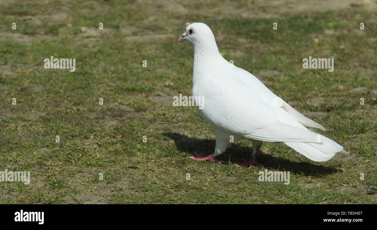 White dove bird close up hi-res stock photography and images - Alamy