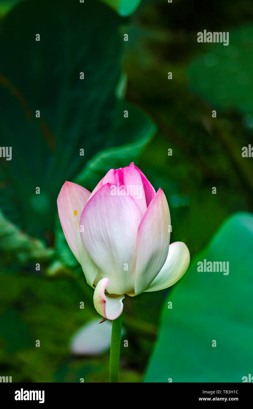 Half bloomed lotus flower Stock Photo - Alamy