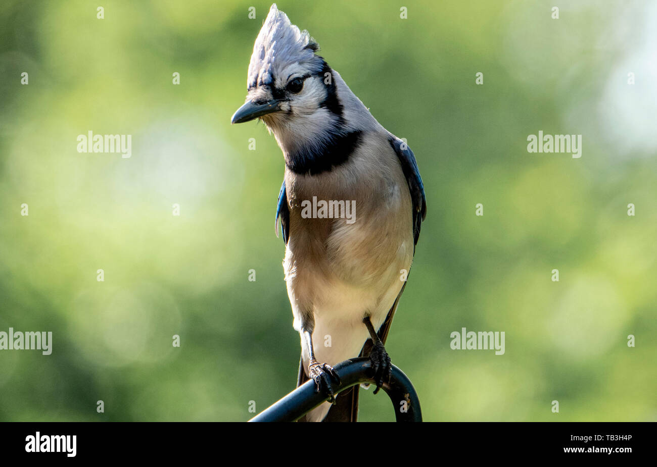 Plumed vines hi-res stock photography and images - Alamy