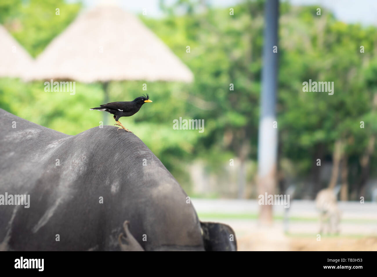 Black bird on Buffalo Rhino back in safara Stock Photo - Alamy