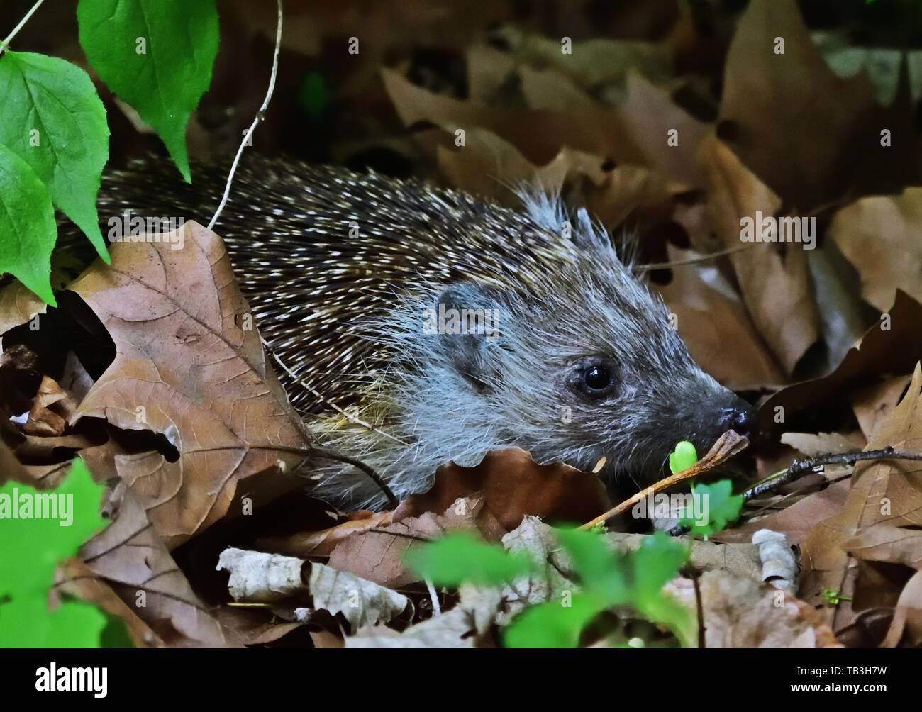 European hedgehog - Erinaceus europaeus Stock Photo - Alamy
