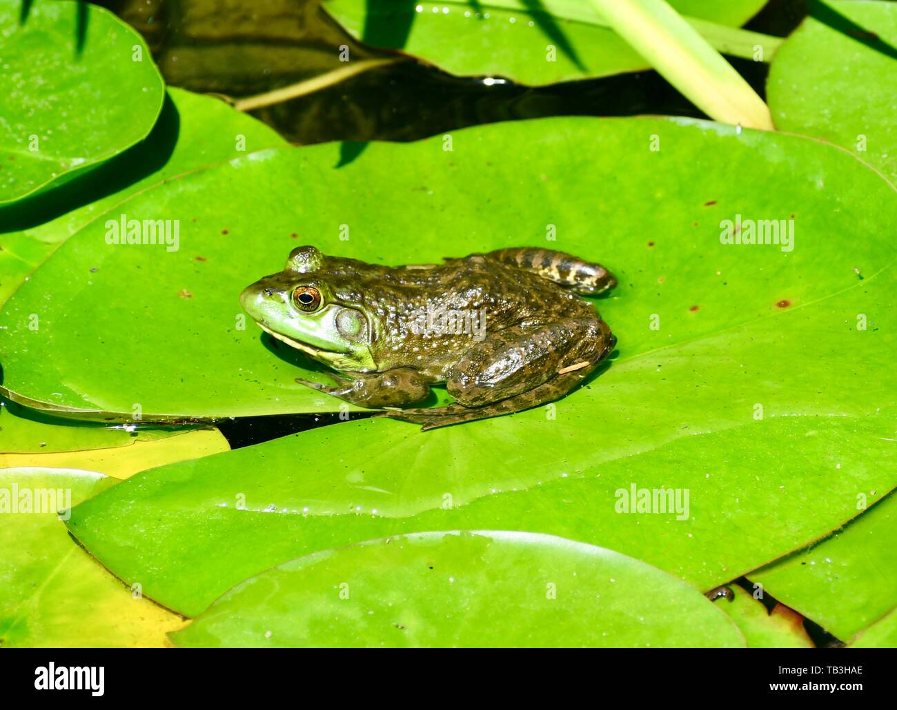 frog on a lily pad Stock Photo - Alamy
