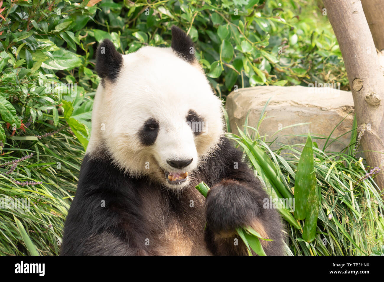 Panda is eating bamboo leaf for lunch Stock Photo - Alamy