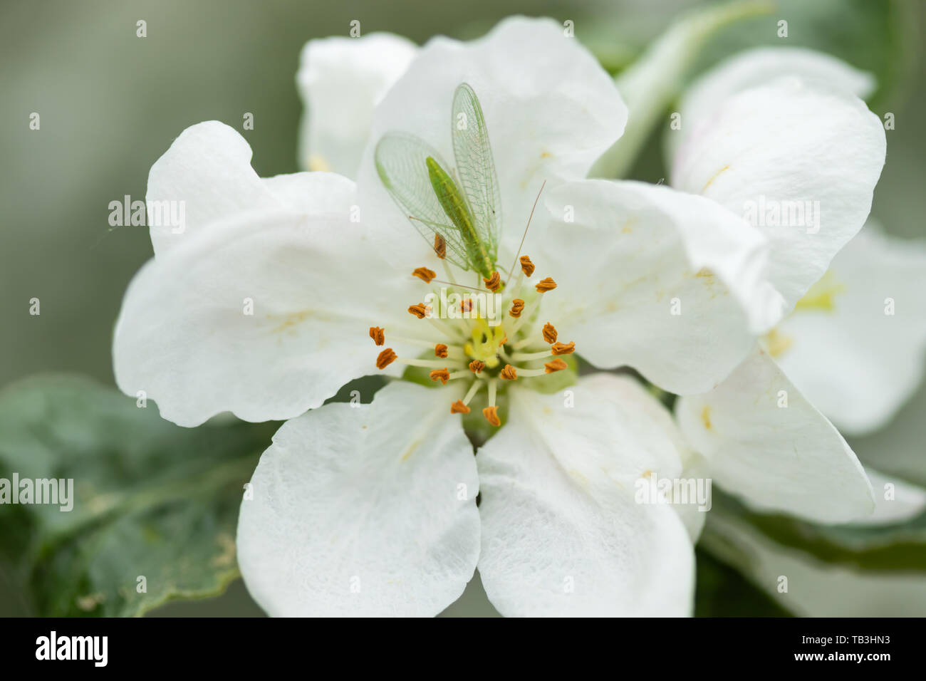 Common green lacewing on apple tree flower, beneficial predator of ...