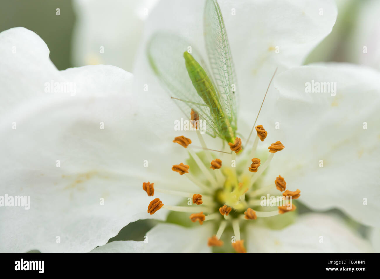 Common green lacewing on apple tree flower, beneficial predator of ...