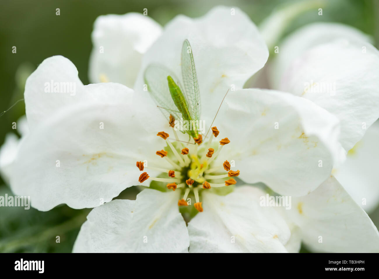 Common green lacewing on apple tree flower, beneficial predator of ...