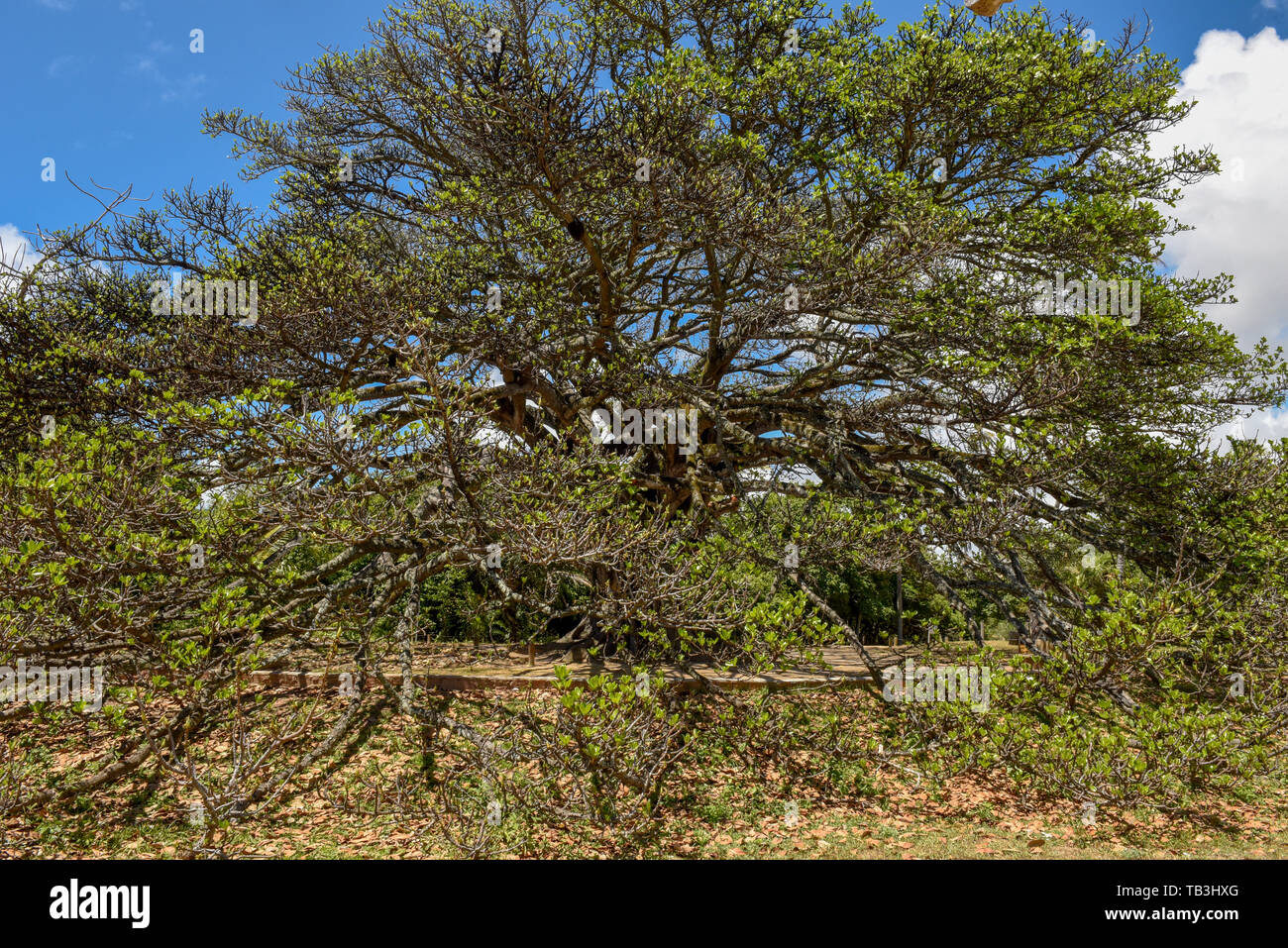 Gigant tree of castle Garcia D'Avila near Praia do Forte on Brazil ...