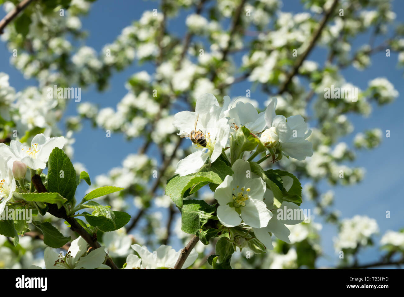 Honey bee pollinating apple blossom in spring garden Stock Photo - Alamy