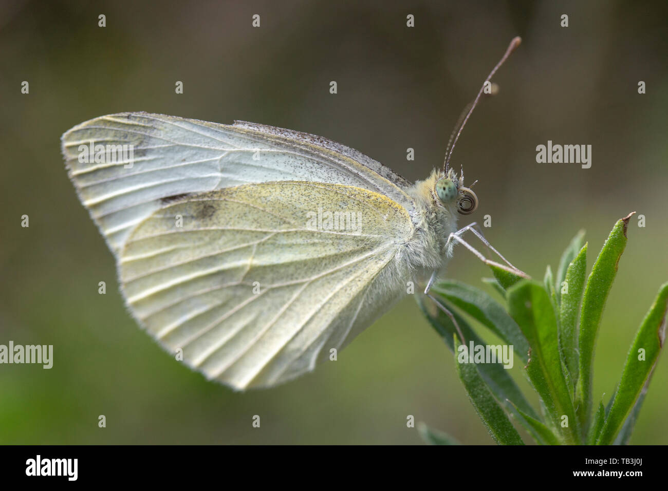 Small White Butterfly (Pieris rapae Stock Photo - Alamy