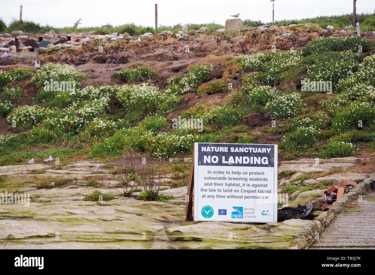 Roseate tern sterna dougallii nesting hi-res stock photography and ...
