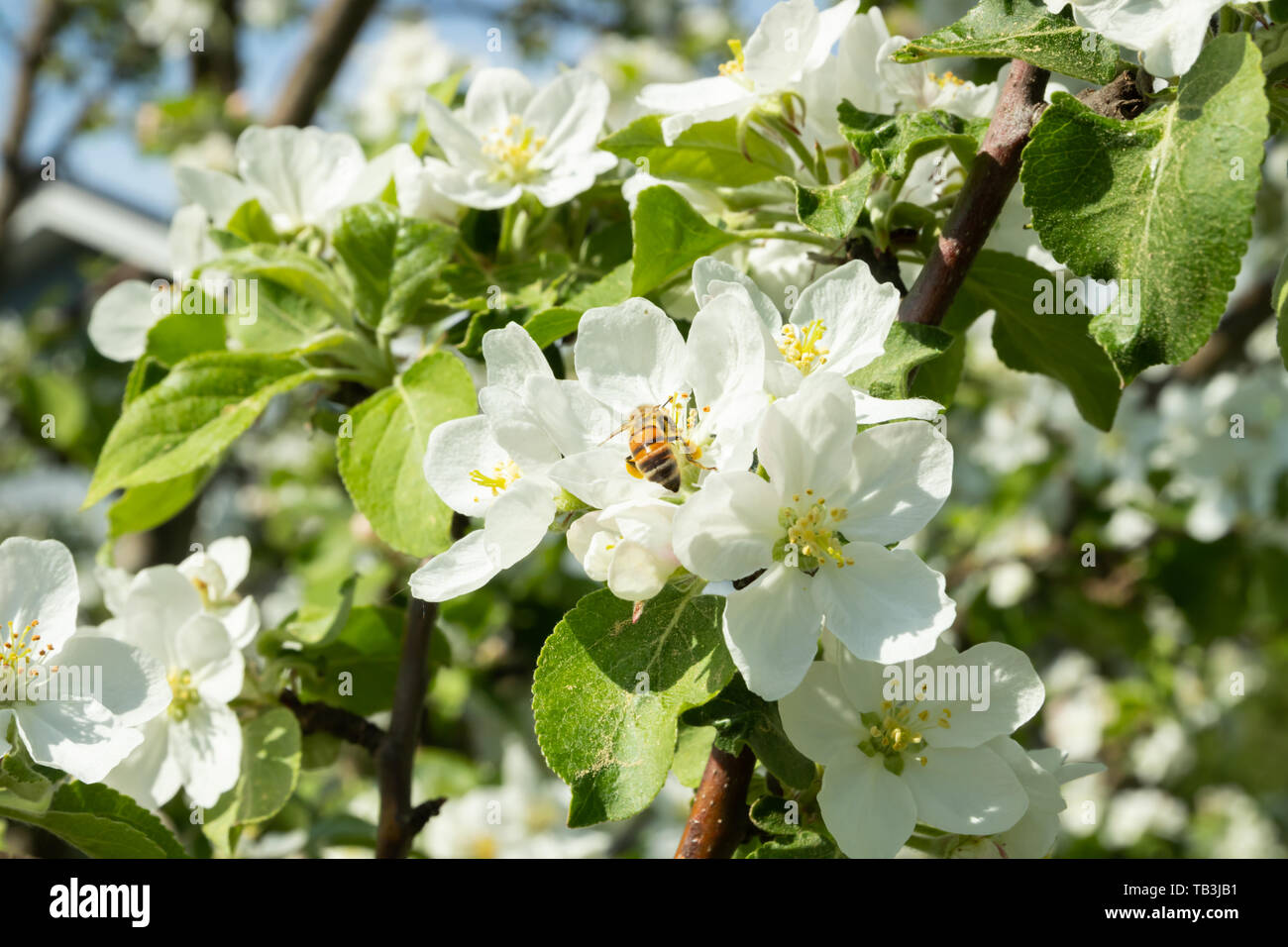 Honey bee pollinating apple blossom in spring garden Stock Photo - Alamy
