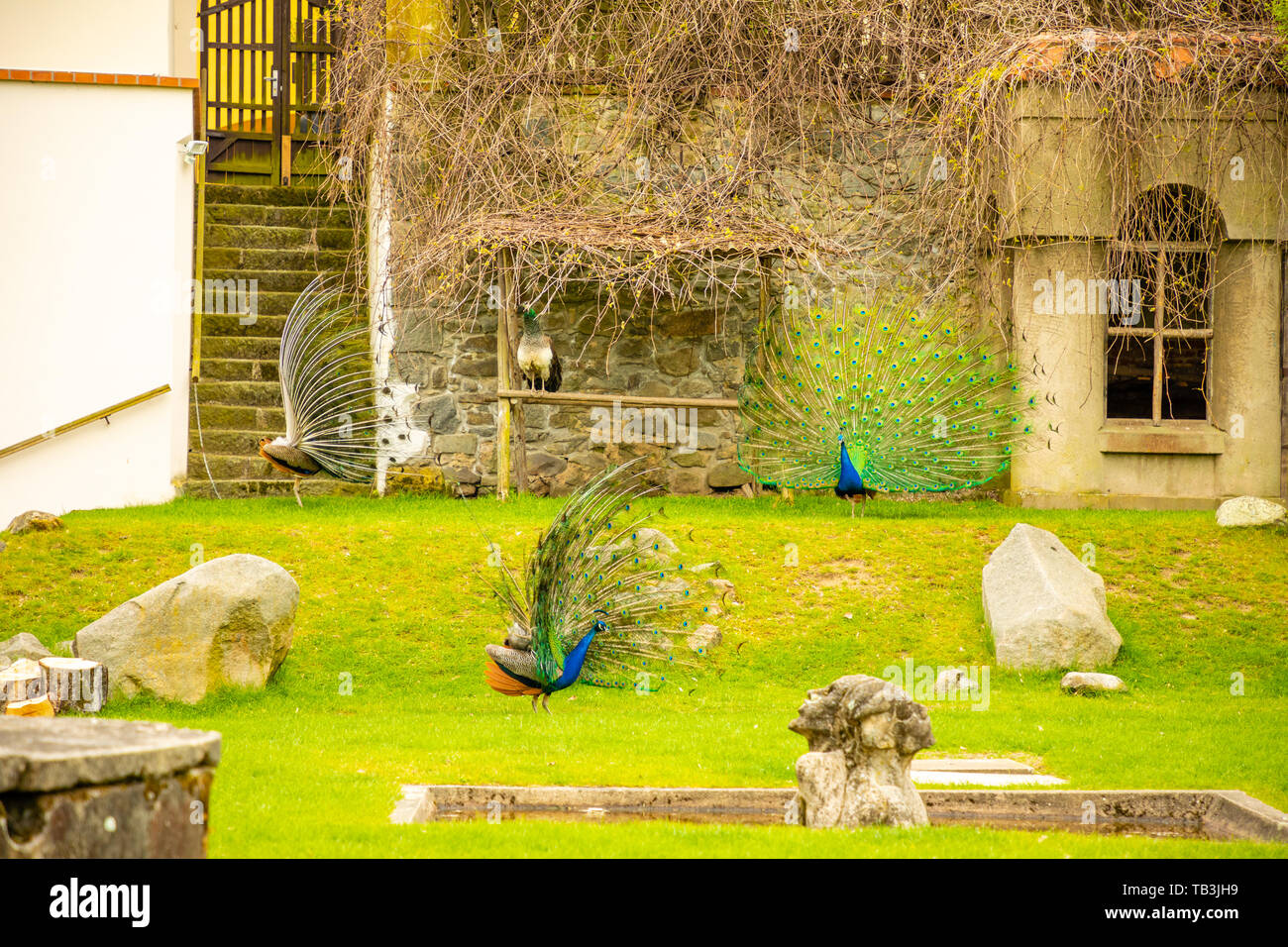 Peacocks on territory of medieval castle Blatna in spring time, Czech ...
