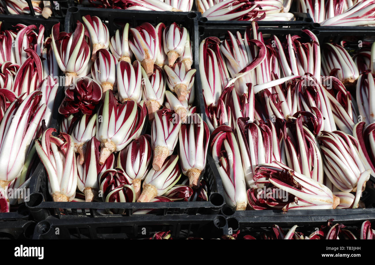 many purple Trevisan radicchio in plastic boxes for sale at the fruit ...
