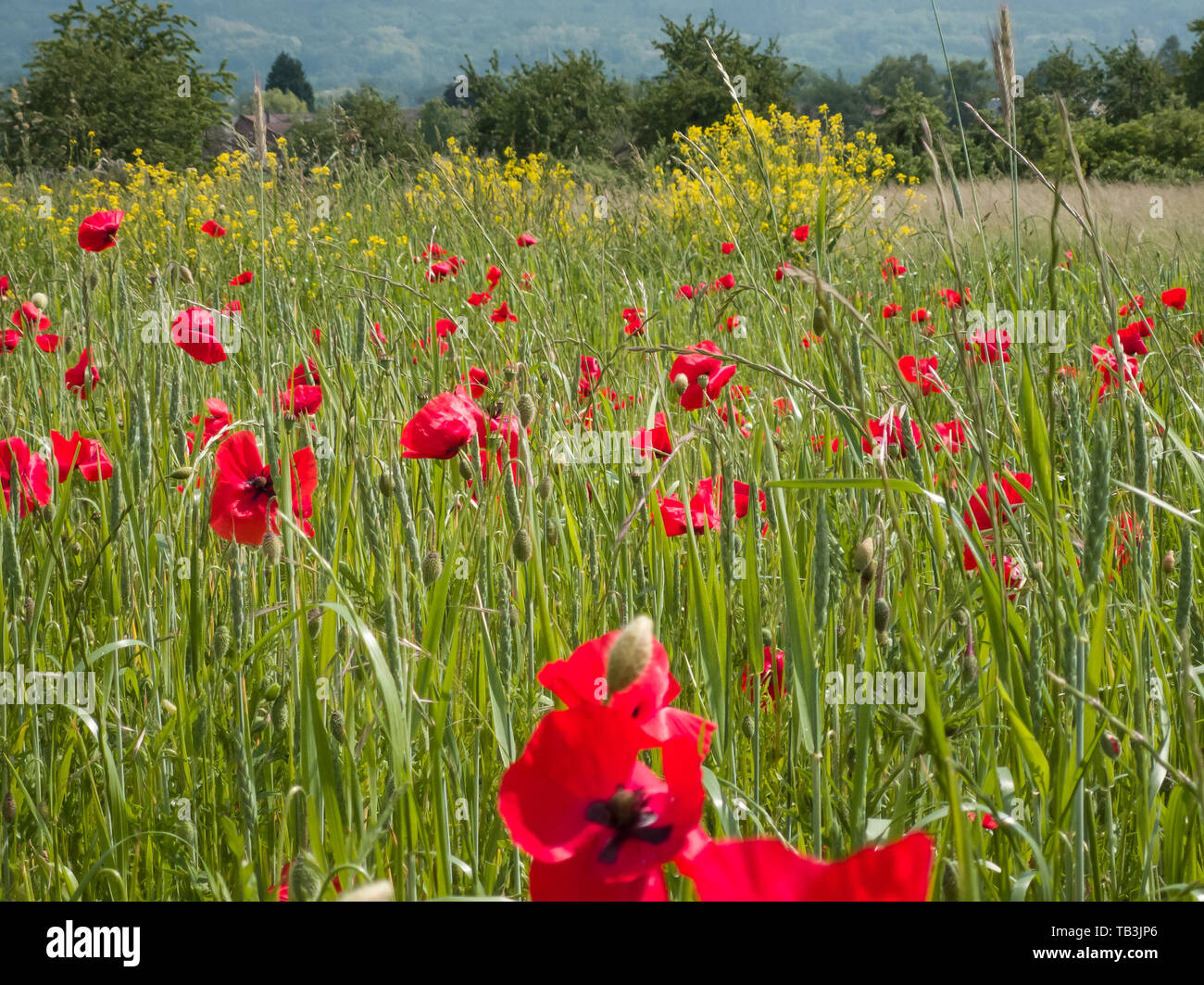 Beautiful fields red yellow poppies hi-res stock photography and images ...