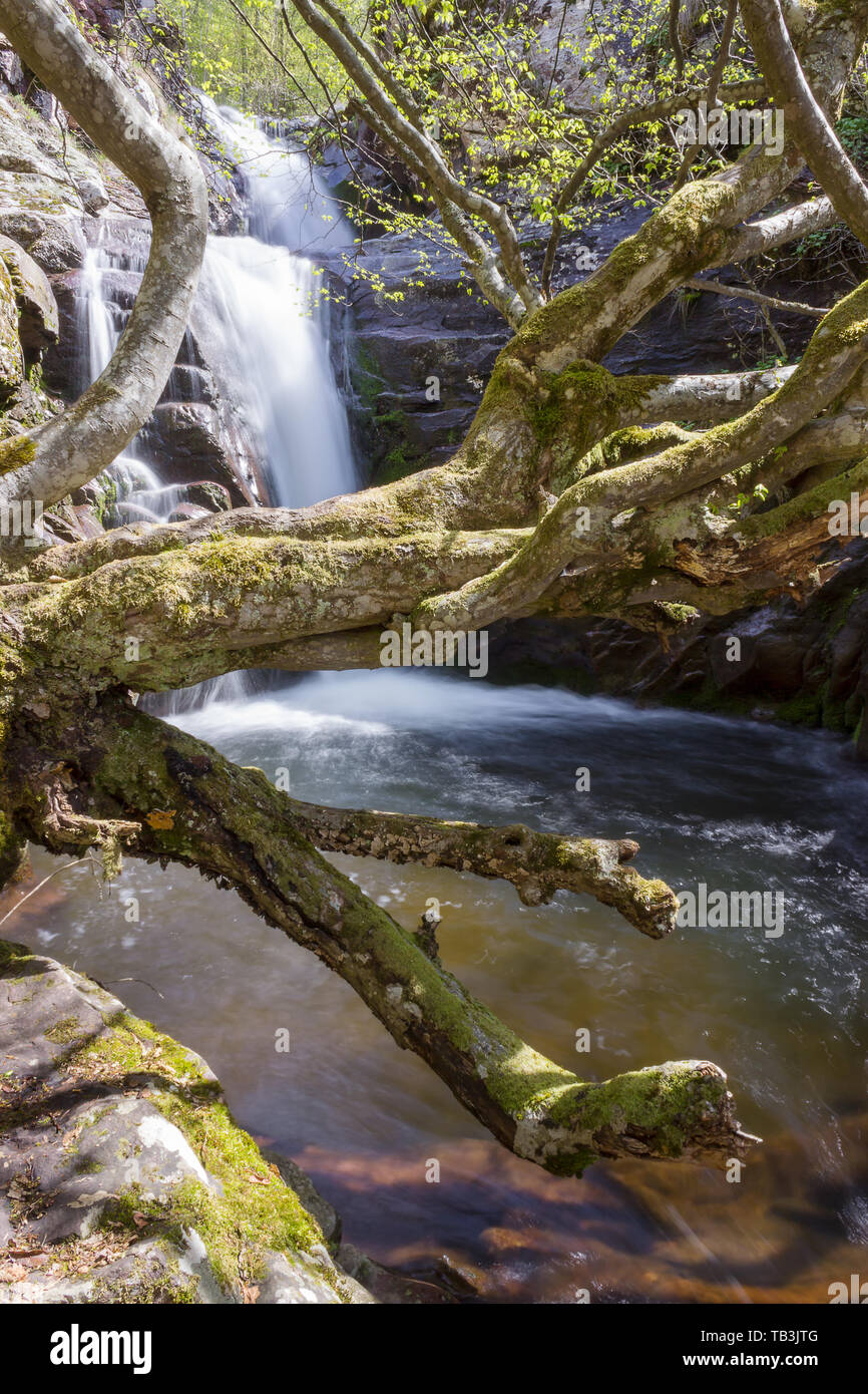 Golden moss hi-res stock photography and images - Alamy