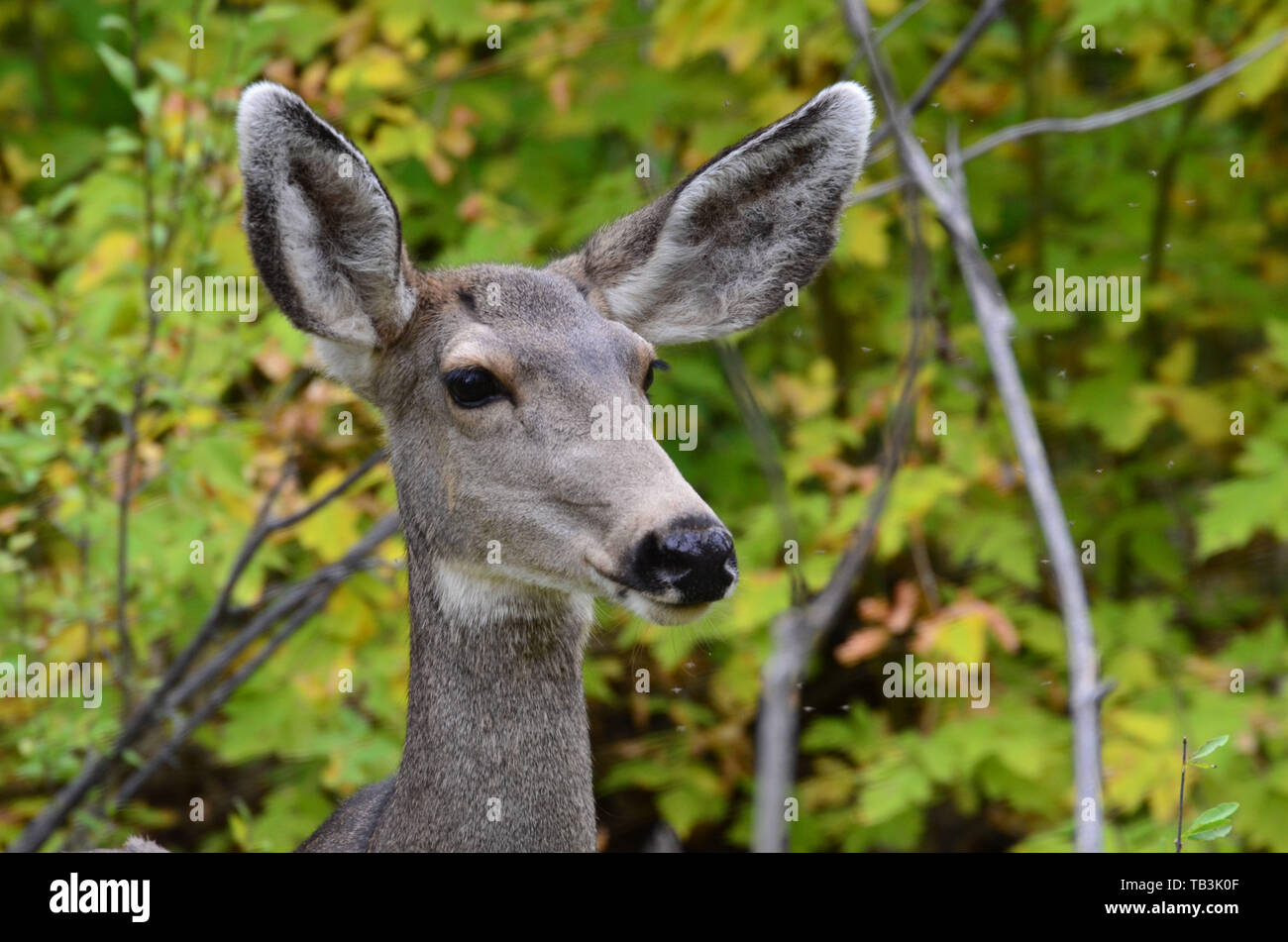 Colseup of wild doe in the forest Stock Photo - Alamy