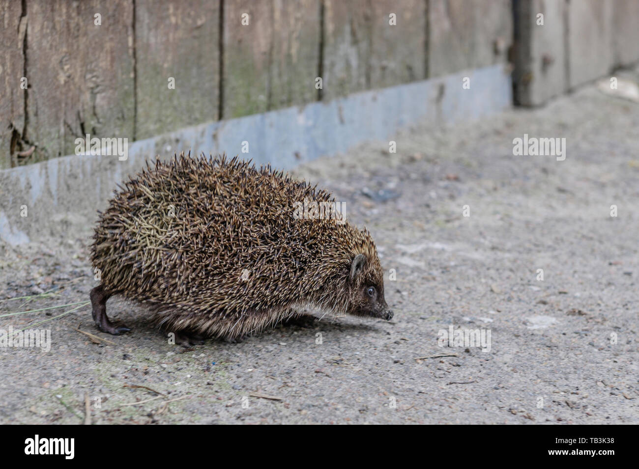 Hedgehog house night hi-res stock photography and images - Alamy