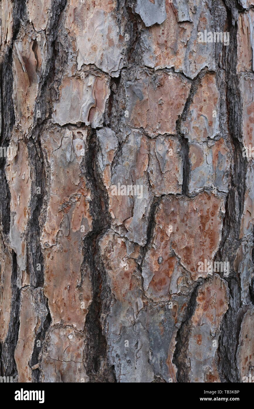 Closeup Pinetree High Resolution Stock Photography and Images - Alamy