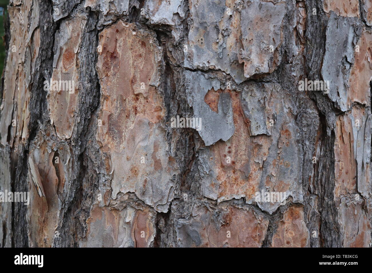 Bark surface hi-res stock photography and images - Alamy