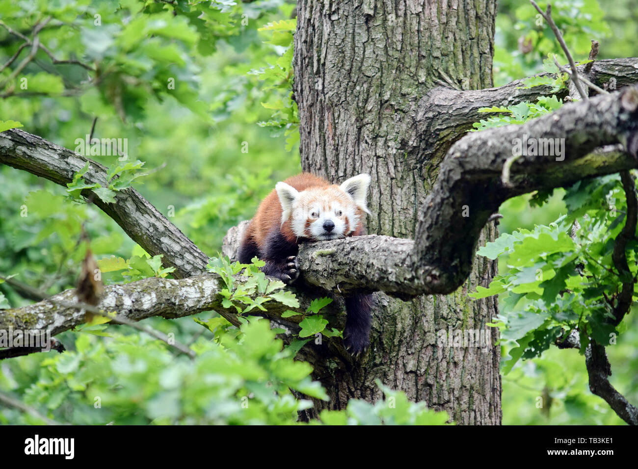 Red Panda Ailurus Fulgens Lying on Branch Stock Photo - Alamy