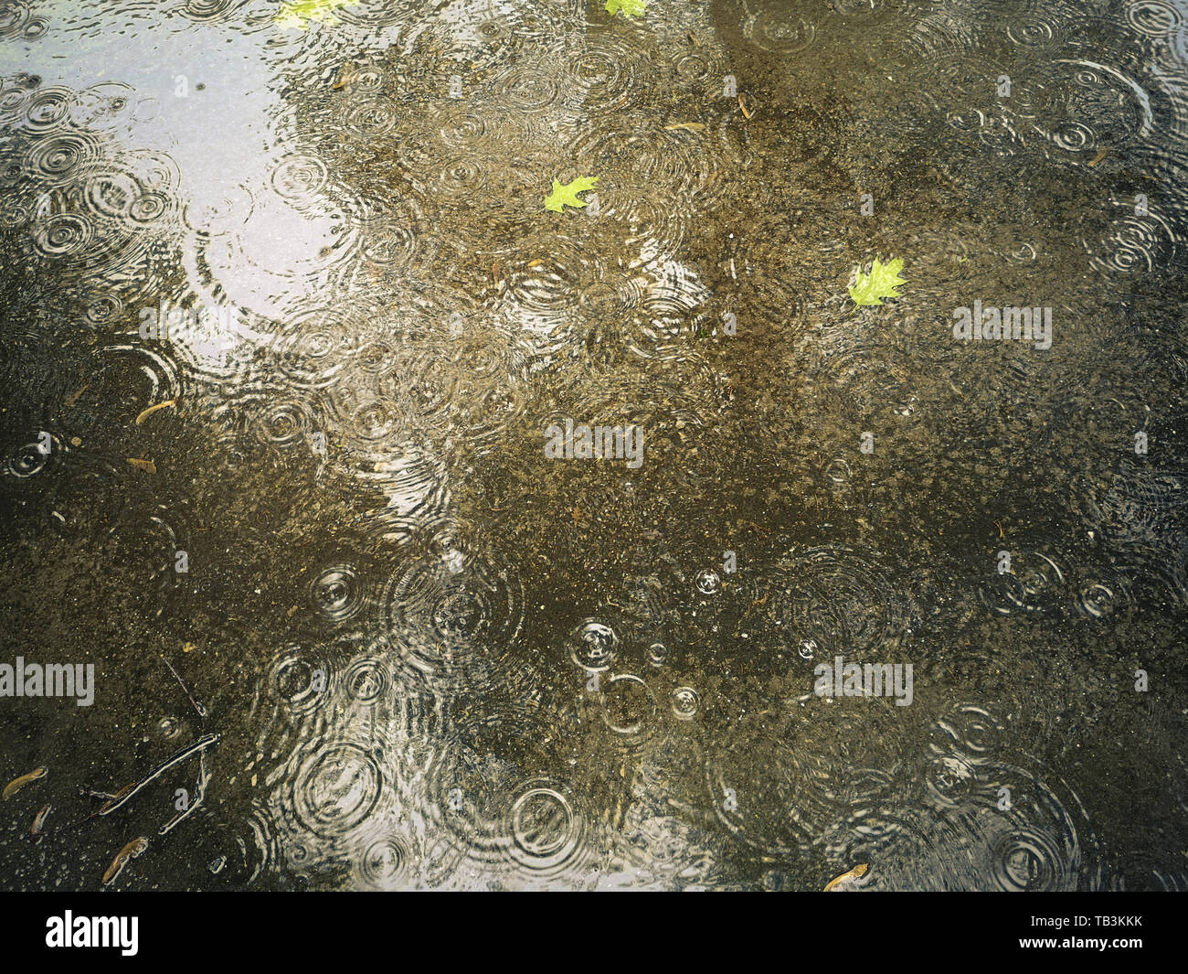 puddle with rain drops, tree leaves, reflection. rainy spring Stock ...