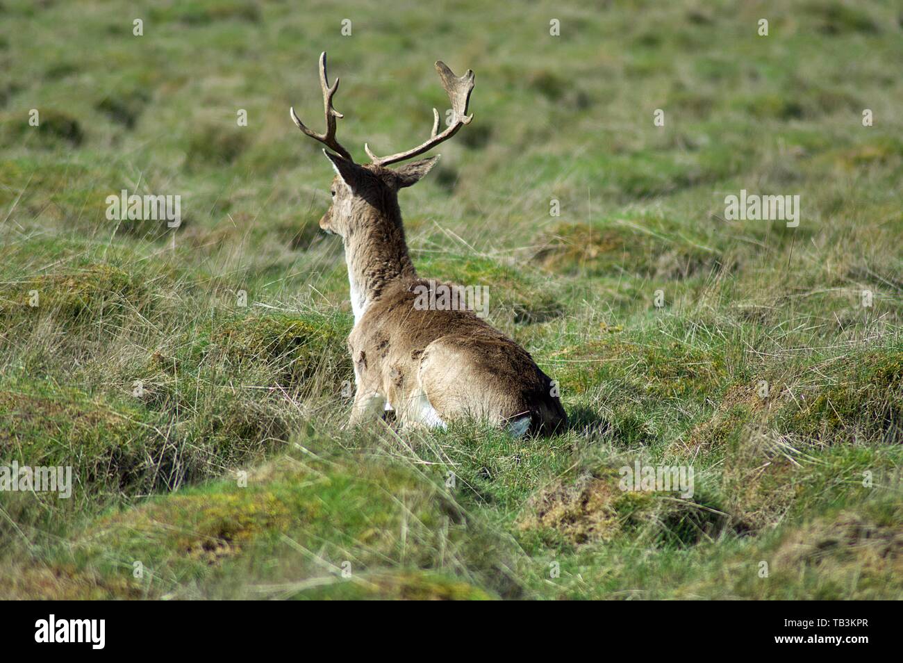 Fallow deer sitting face away Stock Photo - Alamy