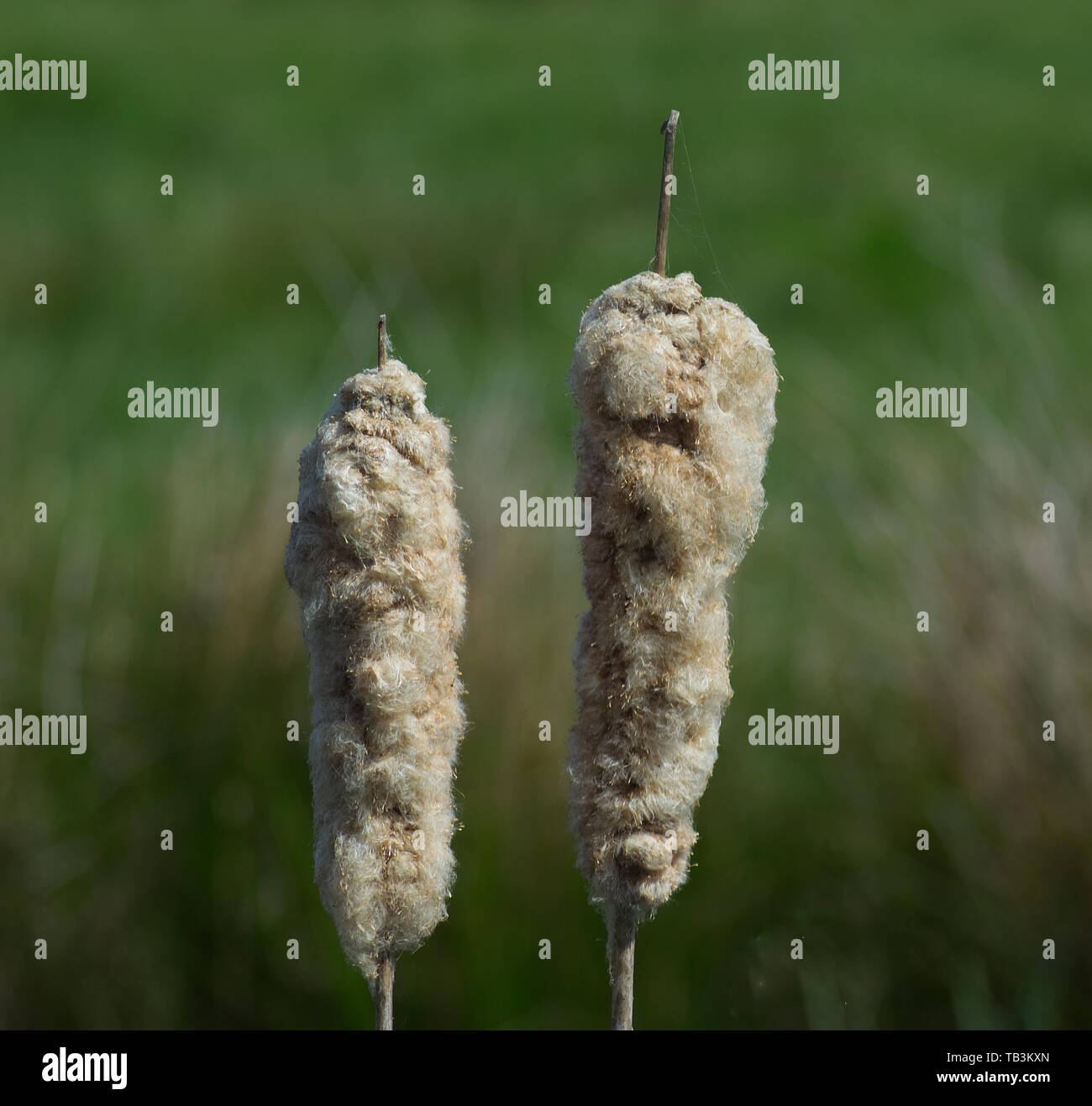 Reed fluff hi-res stock photography and images - Alamy