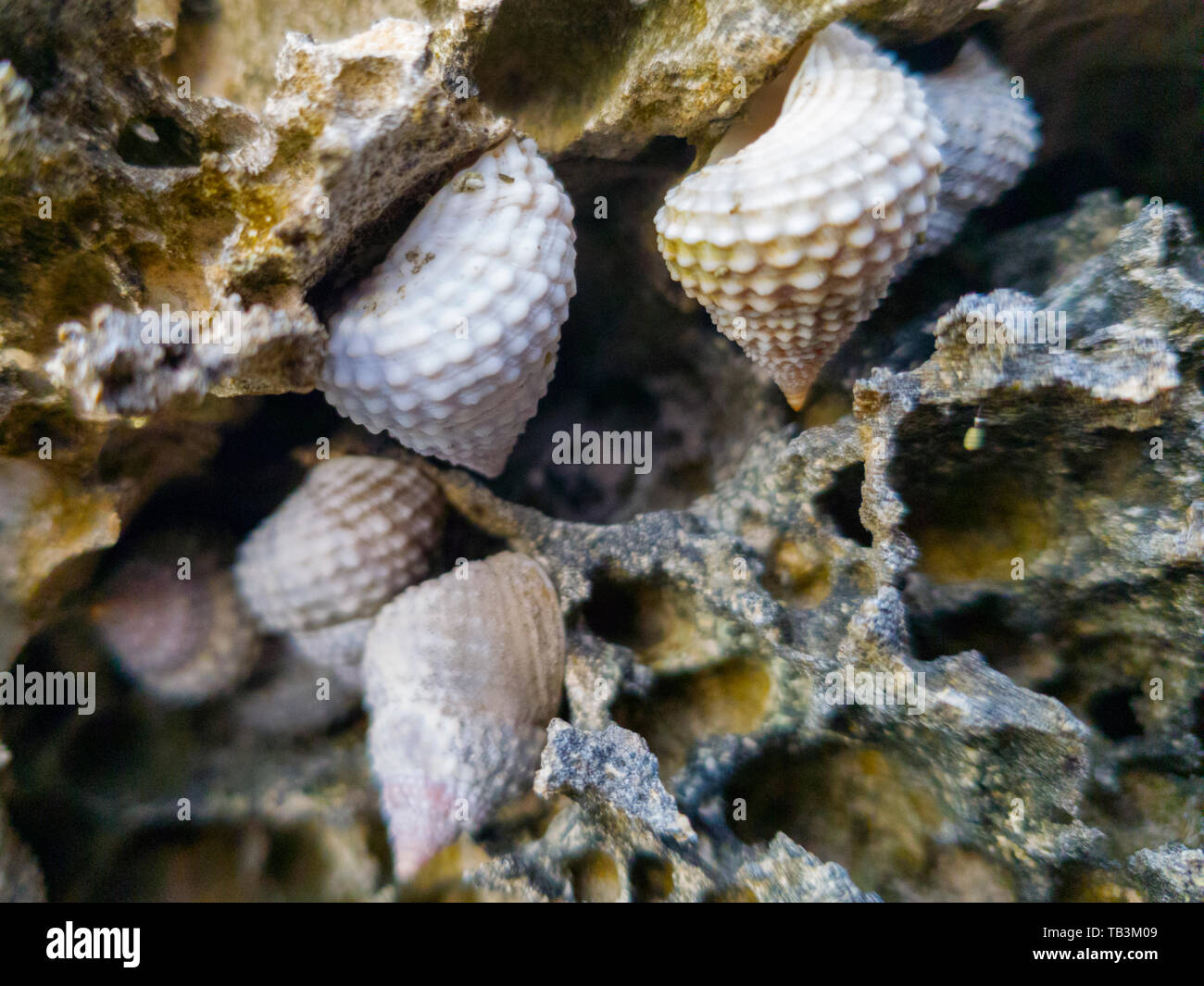 Calliostoma hi-res stock photography and images - Alamy