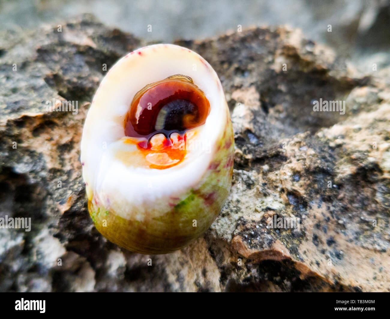 Edible sea snail hi-res stock photography and images - Alamy