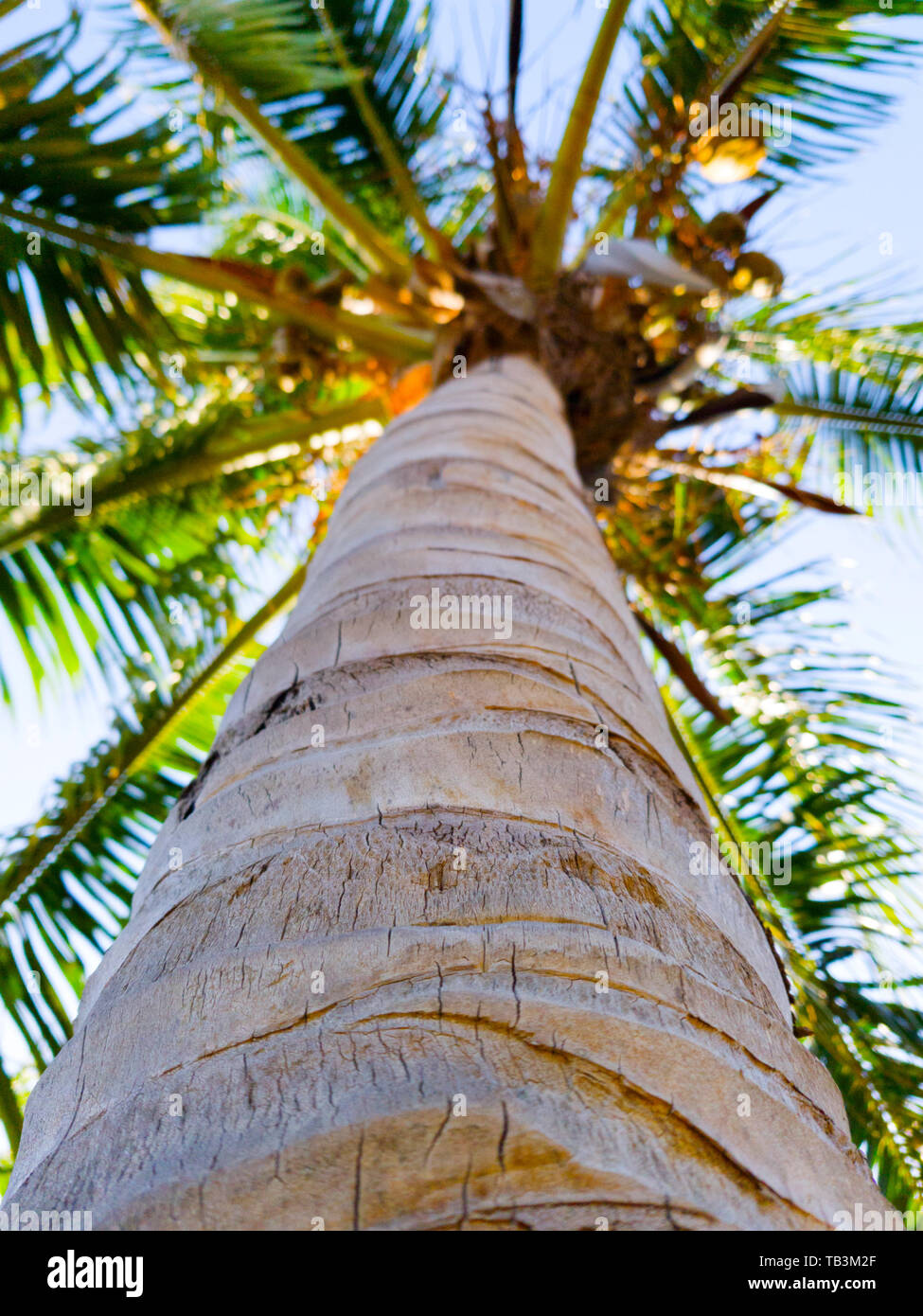 bottom-up photo of a palm tree Stock Photo - Alamy
