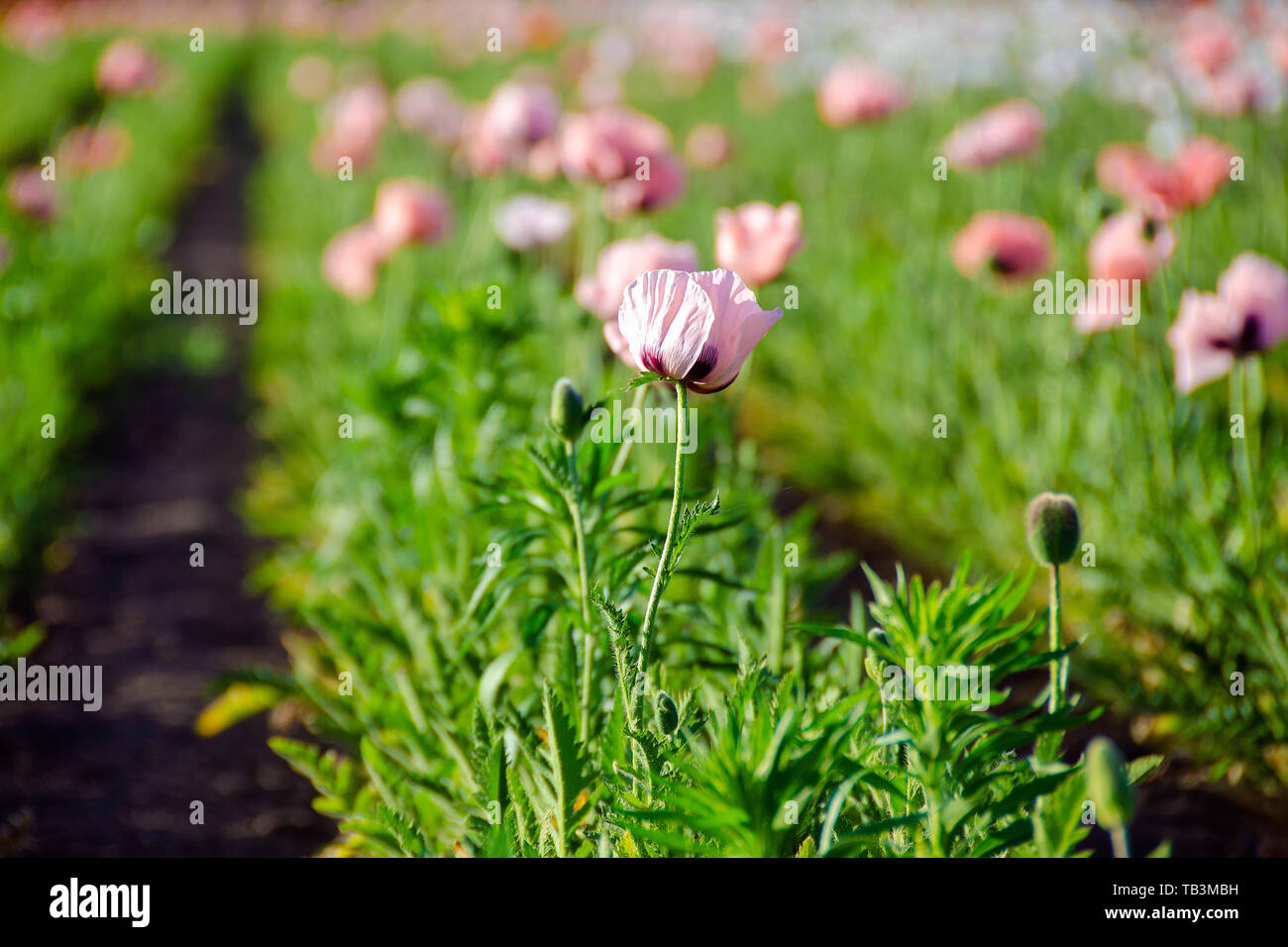 Poppy plants hi-res stock photography and images - Alamy