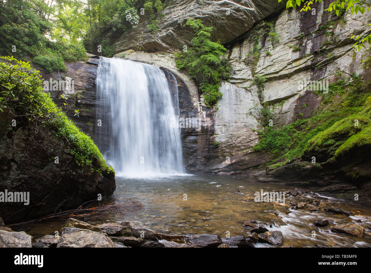 Unspoiled forest hi-res stock photography and images - Alamy
