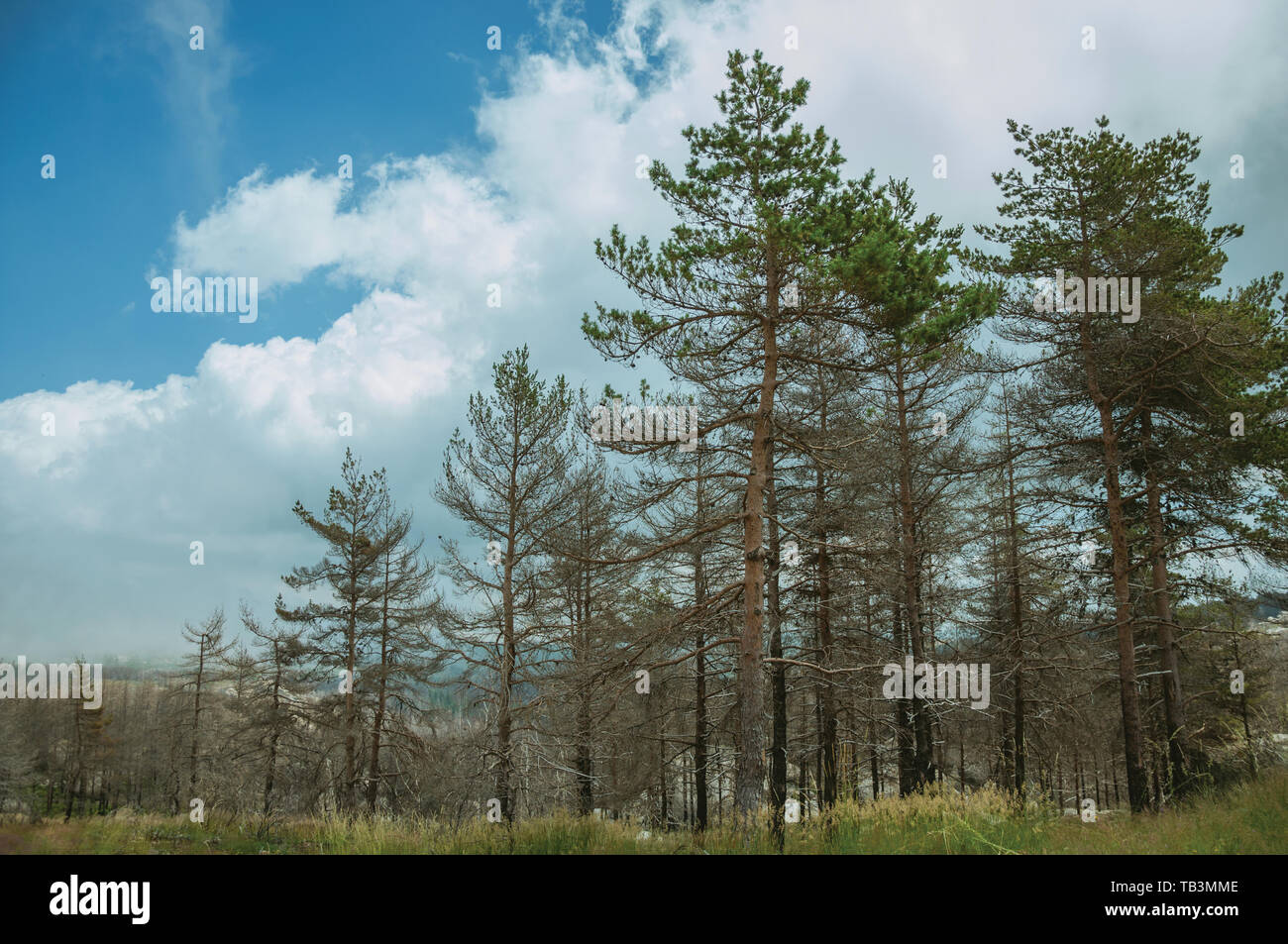 Black trees in a burnt forest over rocky landscape with green ...