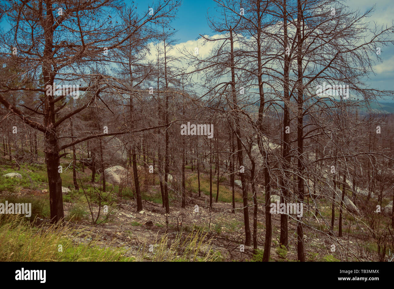 Black trees in a burnt forest over rocky landscape with green ...