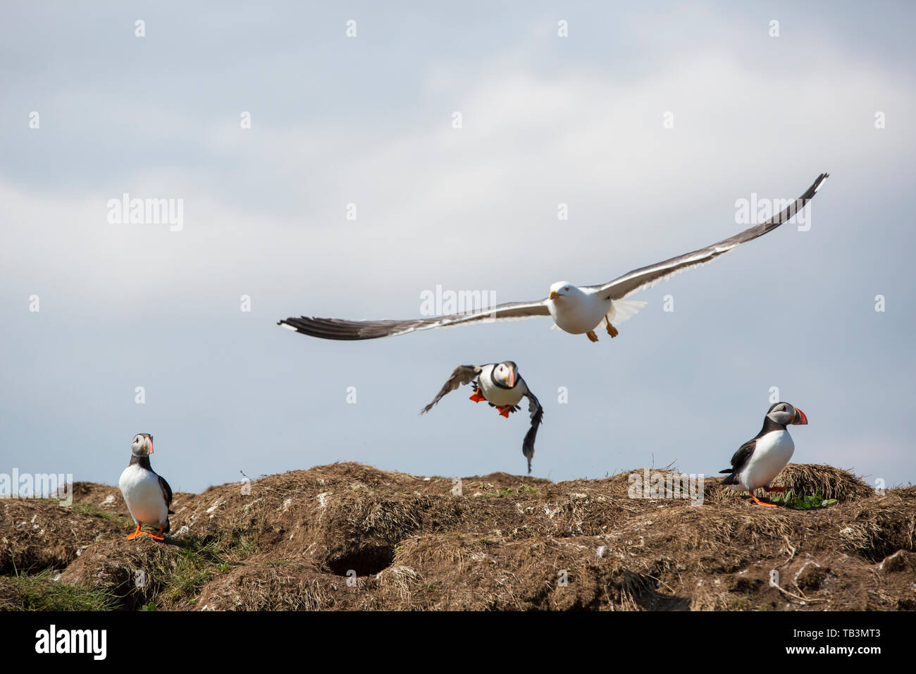 Puffin predator hi-res stock photography and images - Alamy