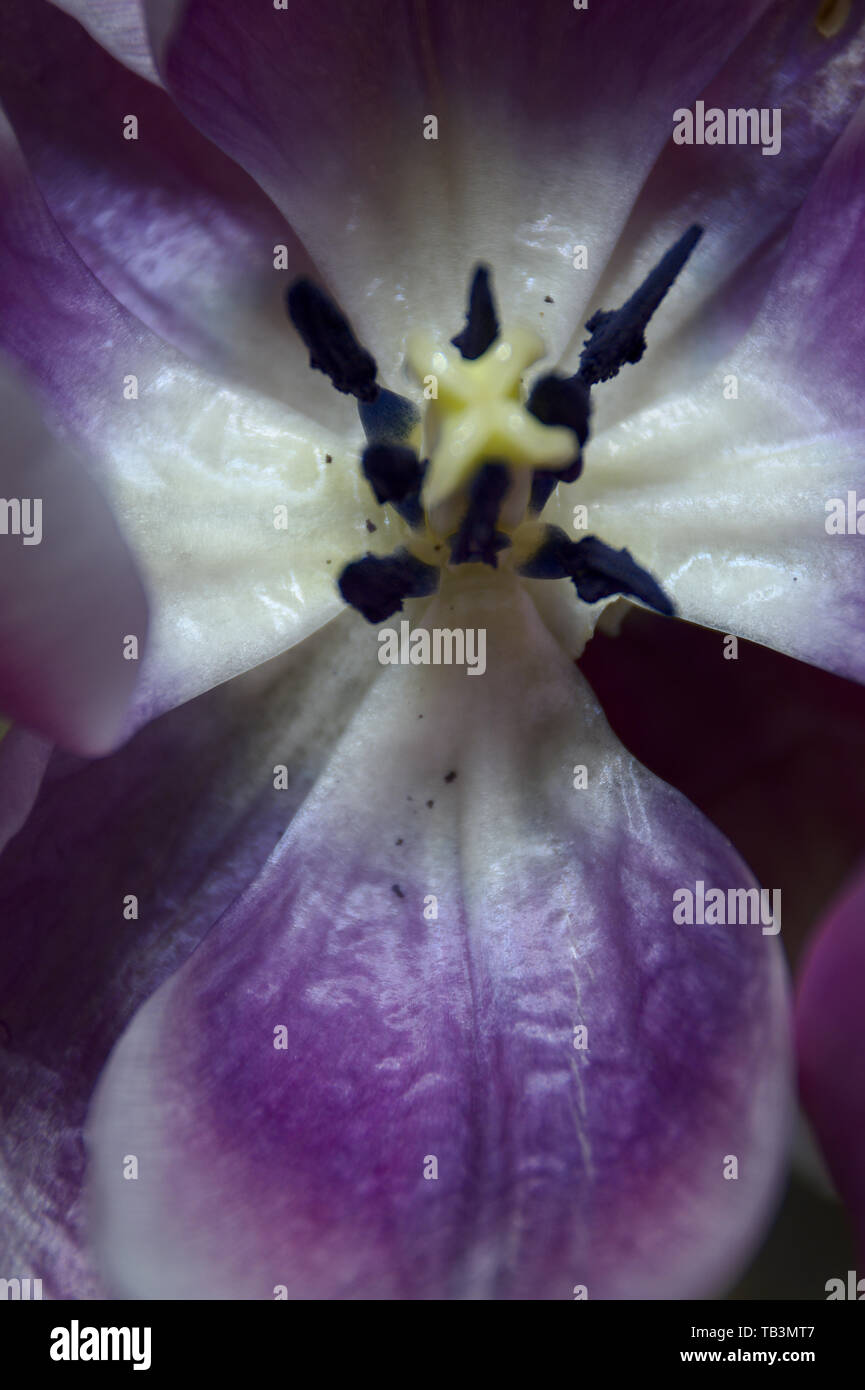 Closeup of white and purple flower stigma and anther Stock Photo - Alamy