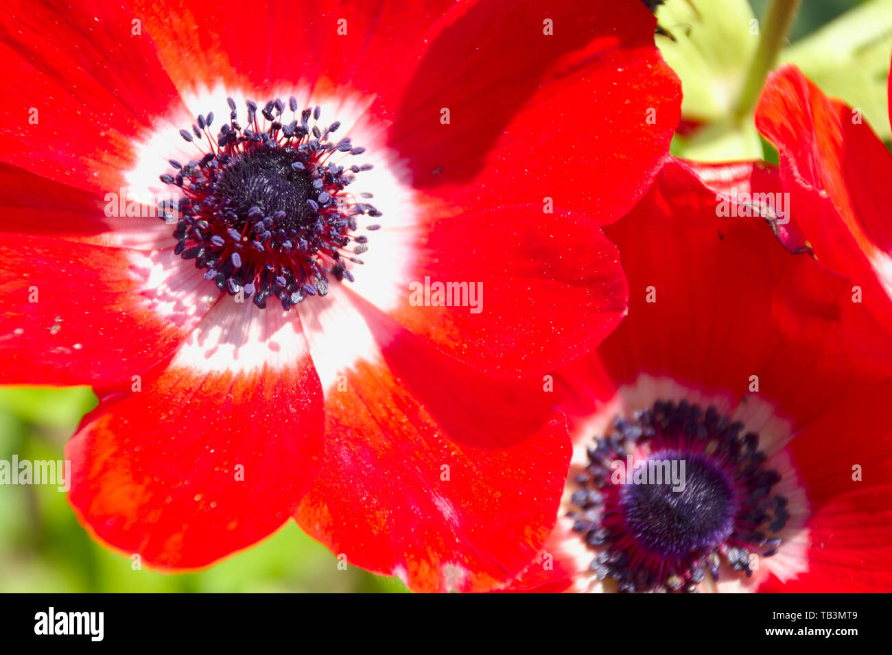 Closeup of Red Poppy flower above flower view Stock Photo - Alamy
