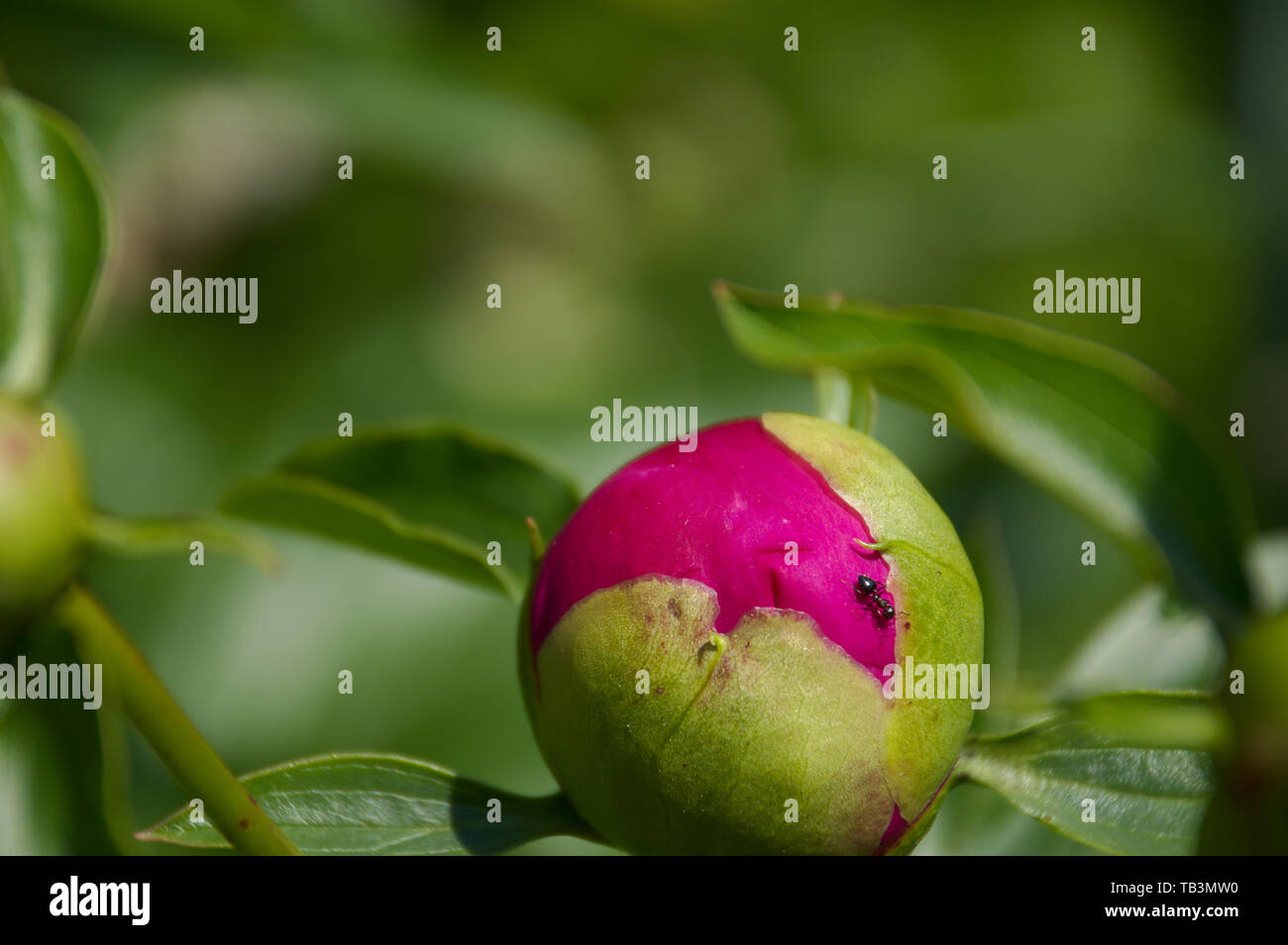 Valentine Ant High Resolution Stock Photography and Images - Alamy