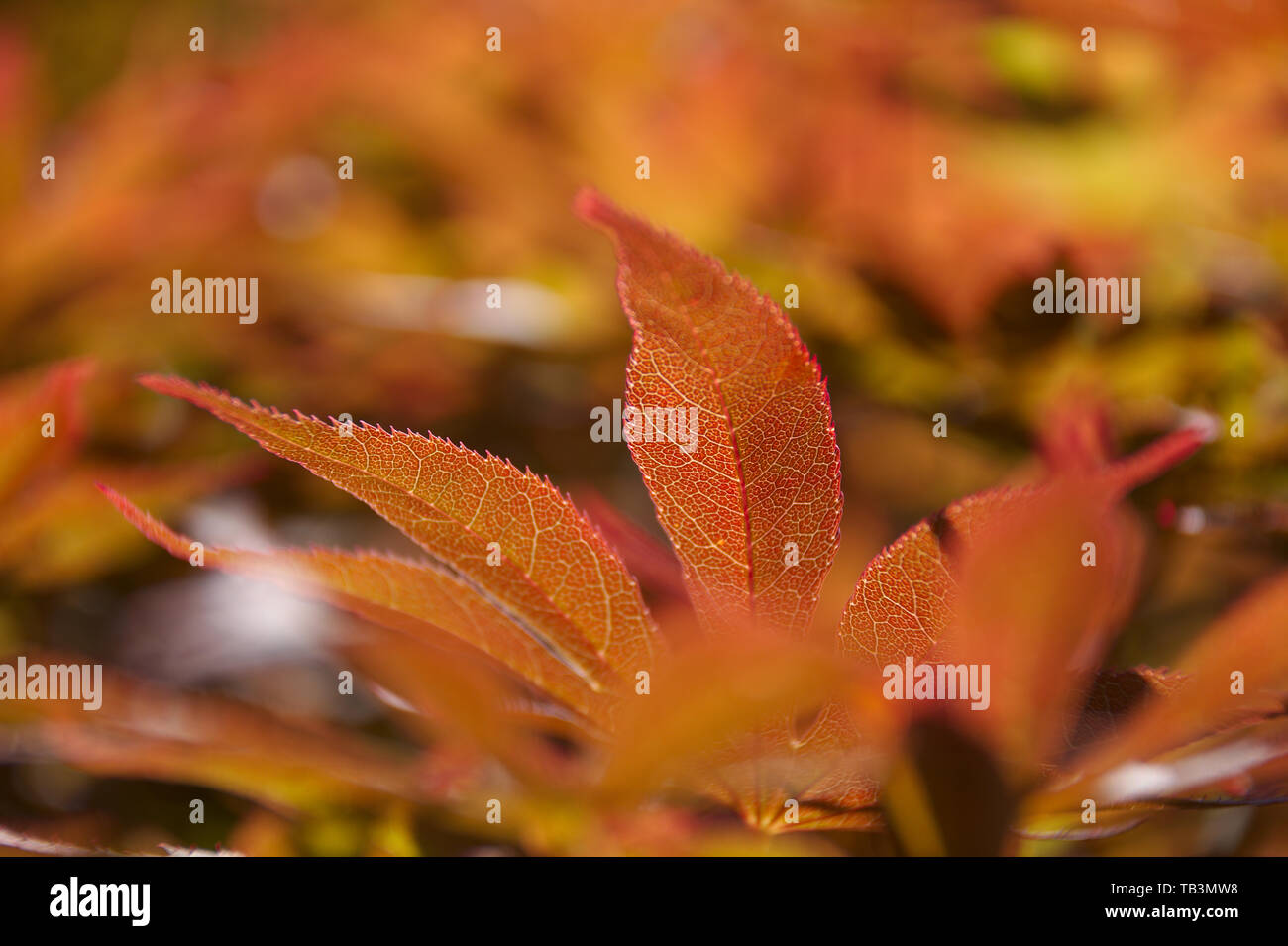 Field maples tree garden hi-res stock photography and images - Alamy