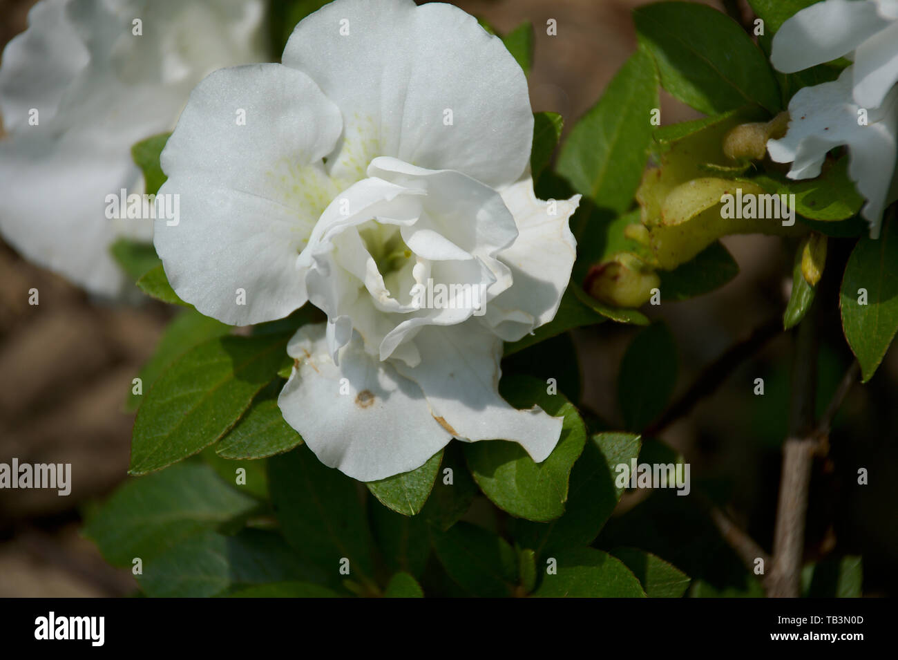 Flower leaves white azaleas hi-res stock photography and images - Alamy