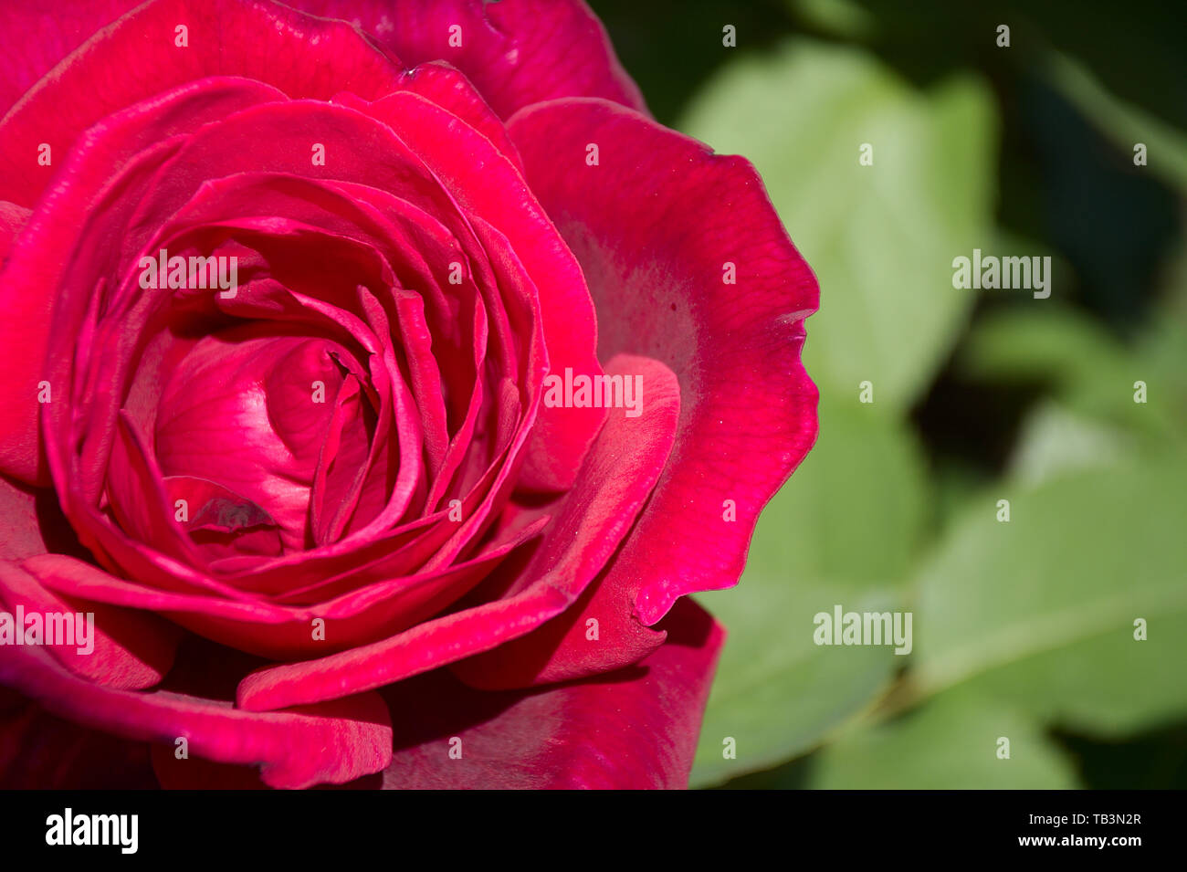 Closeup of red Rose pedals Stock Photo - Alamy
