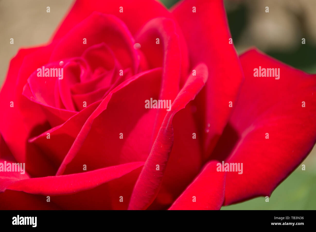 Rose bouquet and pedals hi-res stock photography and images - Alamy