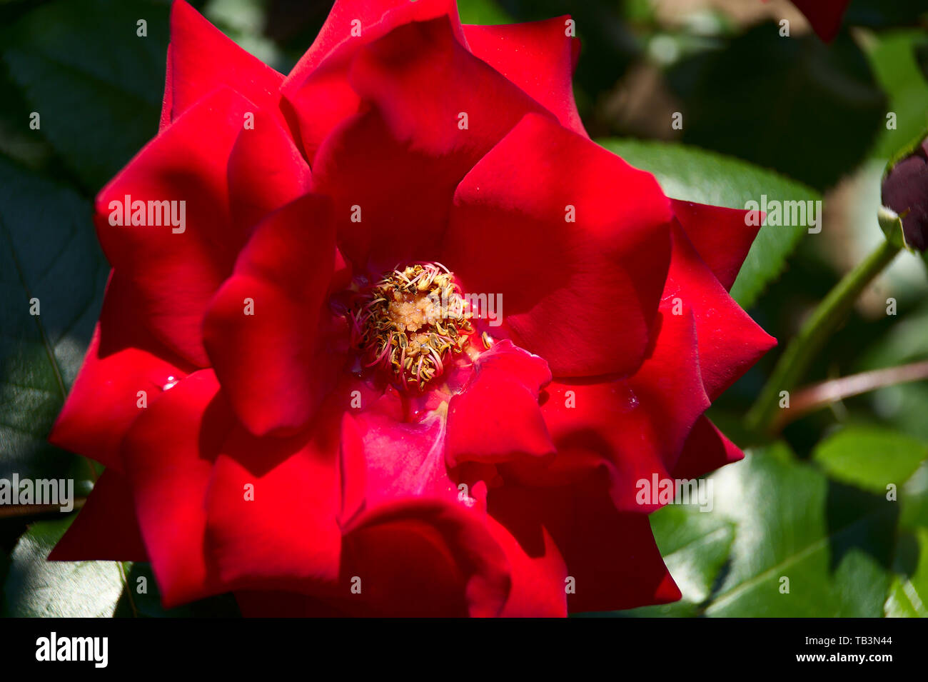 Red hybrid Tea Rose with yellow center Stock Photo - Alamy