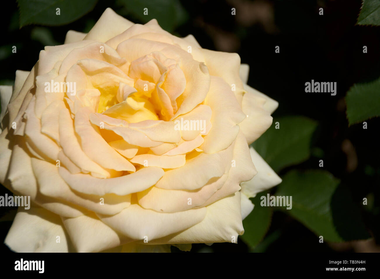Macro closeup of white Rose Stock Photo - Alamy